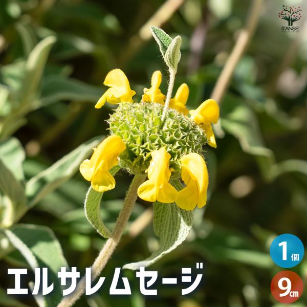 【品種特徴】花の咲き方は特徴的で、美しい黄色の花を段状に咲かせます。葉はシルバーで美しく、花の無い時期も存在感がありカラーリーフとしても楽しめます。香辛料として利用されるセージとは別属で、仲間ではありません。花は乾燥させてもその鮮やかさを失...