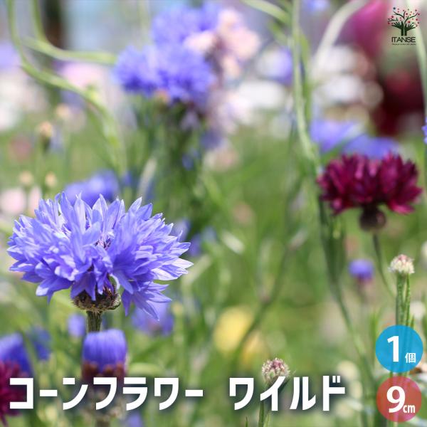 【品種特徴】茎や葉の裏面は、白色の綿毛に被われます。葉は長披針形です。名前は鯉のぼりの柱につける矢車に似ていることから。別名で「やぐるまそう（矢車草）」とも呼ばれます。春から夏にかけて、青紫色の花を咲かせます。花びらを紅茶に混ぜると、香りが...