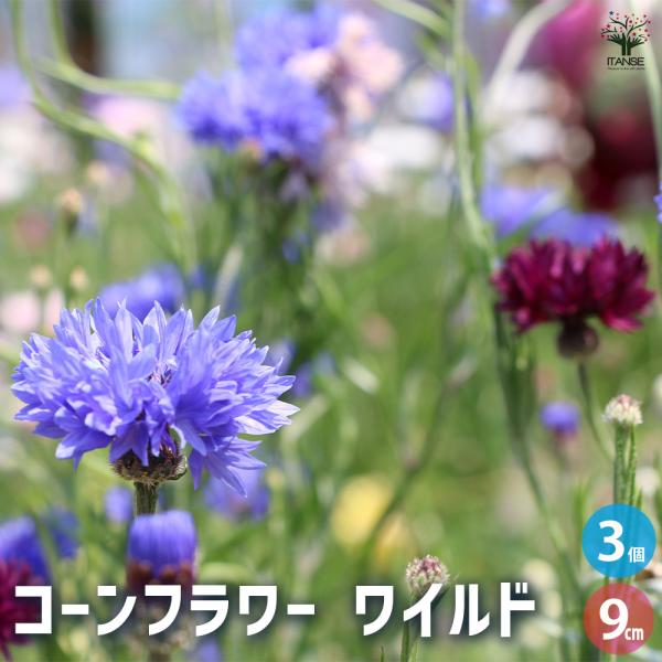 【品種特徴】茎や葉の裏面は、白色の綿毛に被われます。葉は長披針形です。名前は鯉のぼりの柱につける矢車に似ていることから。別名で「やぐるまそう（矢車草）」とも呼ばれます。春から夏にかけて、青紫色の花を咲かせます。花びらを紅茶に混ぜると、香りが...