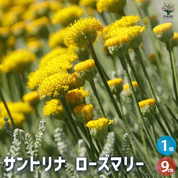 【品種特徴】葉の形がフリンジラベンダーに似ているのでコットンラベンダーとも呼ばれています。葉はグレーがかった色で細長く、サントリナグリーンより短く密につきます。花色は黄色で、花の形は他のサントリナ同様にボタン型です。サントリナの香り成分には...