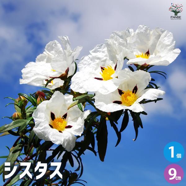 【品種特徴】 シスタスは聖書に登場する花でヨーロッパでは人気で、数多くの園芸種があり、ロックローズとも呼ばれています。 1輪ずつの花は1日花（朝開いて夕方までにしぼむ）ですが、開花期間が長く野生のバラのような花を次々咲かせます。 またアロマ...
