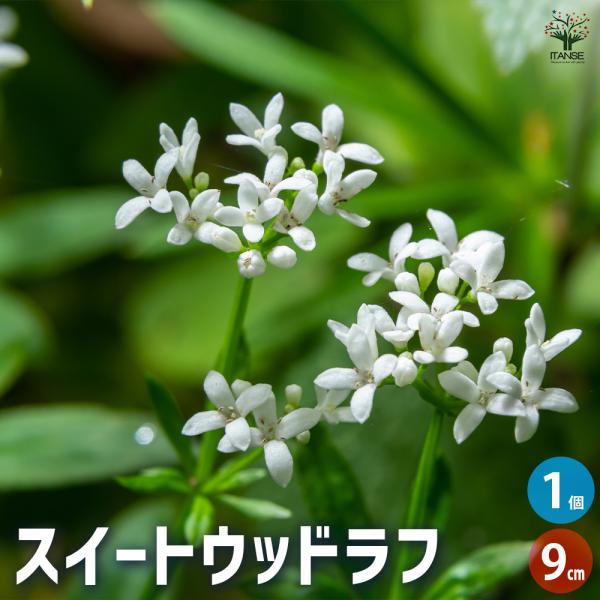 【品種特徴】湿った森林の林縁や日陰の場所でよく見られ、5月から7月にかけて星のような形の小さな白い花を咲かせます。車輪のように6〜10枚の葉が茎を囲むことから、別名「クルマバソウ」とも呼ばれます。葉は乾燥させると甘い香りを放つため、デザート...