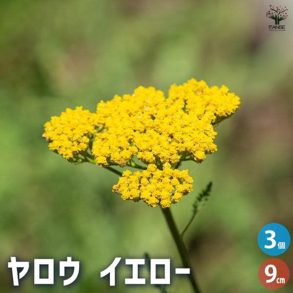 【品種特徴】 ヤロウイエローは、同じヤロウの中でも小ぶりの黄色い花がまとまって綺麗な品種です。 葉は鋸歯状で、セージに似たさわやかな香りがあります。 ドライフラワーや切り花に利用できます。 【ヤロウについて】 別名でアキレアや西洋ノコギリソ...