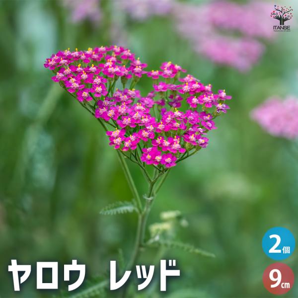 【品種特徴】ヤロウ レッドは、同じヤロウの中でも小ぶりのピンク〜赤い色の花がまとまって綺麗な品種です。葉は鋸歯状で、セージに似たさわやかな香りがあります。ドライフラワーや切り花に利用できます。【ヤロウについて】別名でアキレアや西洋ノコギリソ...