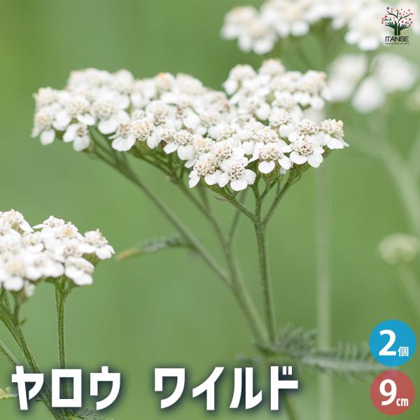【品種特徴】 ヤロウ ワイルドは、同じヤロウの中でも小ぶりの白〜薄ピンク色の花がまとまって綺麗な品種です。 葉は鋸歯状で、セージに似たさわやかな香りがあります。 ドライフラワーや切り花に利用できます。 【ヤロウについて】 別名でアキレアや西...