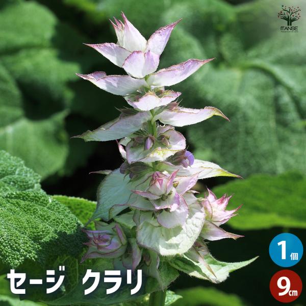 【品種特徴】セージ クラリは、丸くギザギザした枠にふわっとした葉が特徴です。花は苞葉があり、白にピンクや紫、青紫が入った綺麗な色が美しい品種です。昔は「クリア・アイ(綺麗な目)」とも呼ばれ、水に浸すと粘液が出るので、目の異物を流すために目薬...