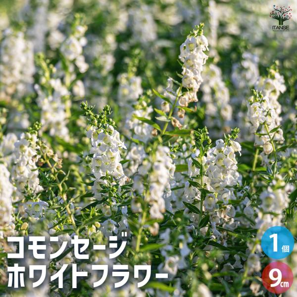 【品種特徴】白色の花が咲くコモンセージです。香りが非常に良く、肉や魚料理の臭み消しや、香りづけに欠かせないハーブです。特に豚肉とは相性がよく、ワンランク上の味わいに変えてくれます。また、ソーセージの語源と言われるぐらい、セージはソーセージに...
