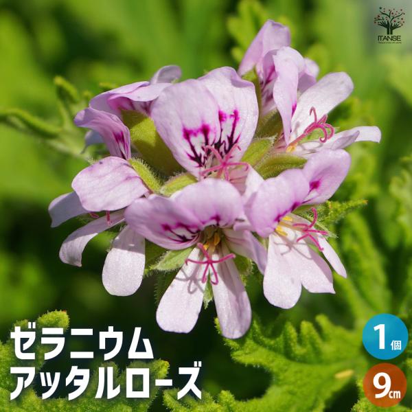 【品種特徴】アッタルローズは、ピンク〜紫色の花が咲きます。バラの香りがあり、精油や料理などの香り付けに利用されています。また、虫除け効果もあるとされているため、ガーデニングにおいても重宝されています。【ゼラニウムについて】ゼラニウム(ゼラニ...