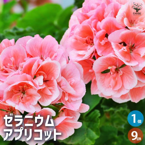 【品種特徴】アプリコットは、葉はアンズのような甘い香りがします。中心の白色と鮮やかなピンク色のコントラストが美しい花が咲きます。アプリコットの香りは、アロマテラピーや料理にも利用されることがあります。【ゼラニウムについて】ゼラニウム(ゼラニ...
