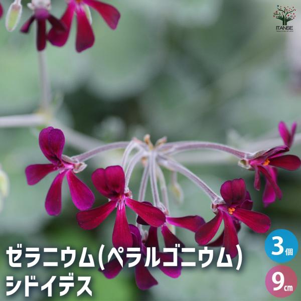 【品種特徴】シドイデスは、シルバーの葉に、ワインレッド色の細い花が咲く上品な印象を持つ品種です。樹形はナツメグゼラニウムに似ていますが、香りはあまりなく、主に観賞用となります。花の色合いはシックで、庭や室内の装飾に適しています。【ゼラニウム...