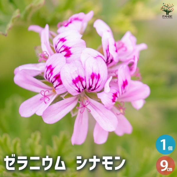 【品種特徴】シナモンは、センテッドゼラニウムの一種で、レモンゼラニウムの交配種の一つです。ローズピンク色のかわいい花が咲き、小ぶりの葉からはレモンやシナモンのようなスパイシーな香りがします。観賞用のほか、料理やお茶、デザートの香り付けにも使...