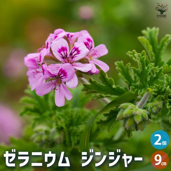 【品種特徴】ジンジャーは、ゼラニウムの中でも大きい品種で、1mを超えるくらいにまで生長します。花は淡い桃紫色に、2枚の上に向いた花弁には赤い斑紋が入り、葉はギザギザしています。葉や茎からはジンジャーに似た香りがします。葉を料理や紅茶に添えて...