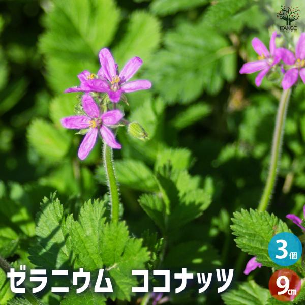 【品種特徴】ココナッツゼラニウムは、ココナッツに似た香りの葉が特徴的なゼラニウムです。その香りは、葉の腺毛に貯められた精油によるもので、触れると甘いココナッツの香りが広がります。ちぢれた丸い葉を持ち、コンパクトに成長する特性があります。草丈...