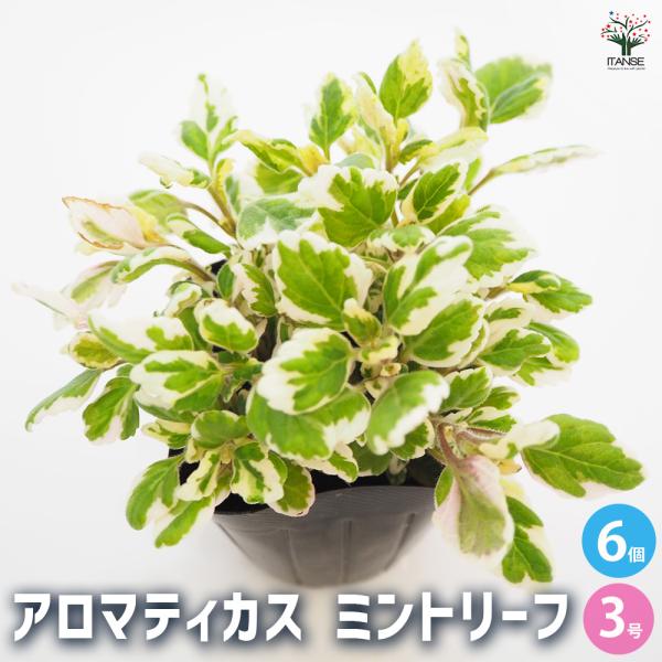 【品種特徴】 アロマティカス ミントリーフは、グリーンの葉に白斑が入った人気のカラーリーフです。 葉をこすると、ミントのような爽やかな香りがします。 茎が伸びて垂れ下がる性質があり、ハンギングバスケットや寄せ植えにオススメです。 強健で生長...