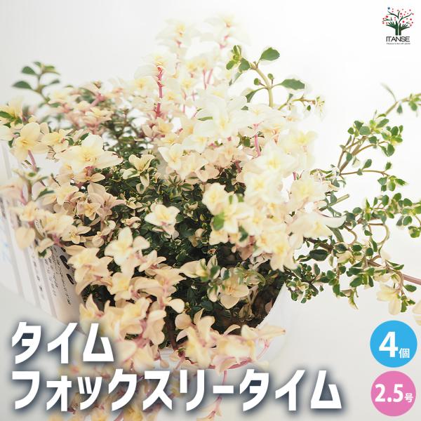 【品種特徴】フォックスリータイムは、這うように生長するほふく性タイムです。草丈は15〜20cm程でグランドカバーにも向いています。香りがとてもよく、葉に白い斑が入る美しいので、ガーデニングに人気が高いタイムです！肉や魚の臭み消しに使えるほか...