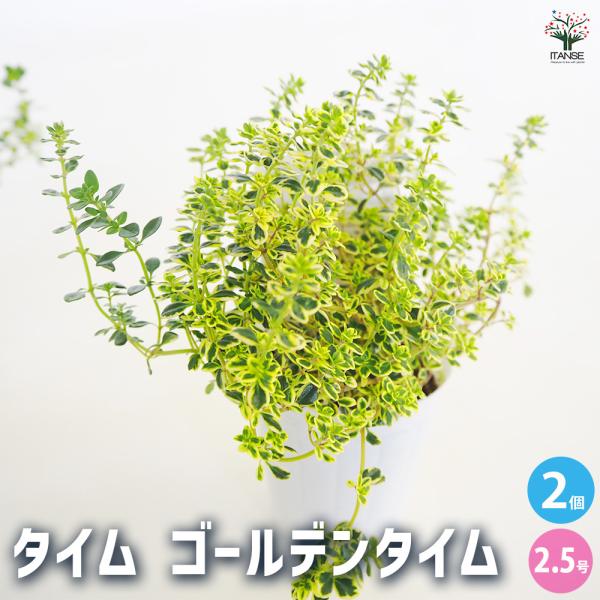 【品種特徴】ゴールデンタイムは、黄色の斑入り葉のタイムです。美しい黄金色の葉は、鉢植えのアクセントや、寄せ植え、グランドカバーにオススメです。寒さに強く、強健ですので、育てやすいですが、高温多湿には気を付けましょう。【タイムについて】タイム...