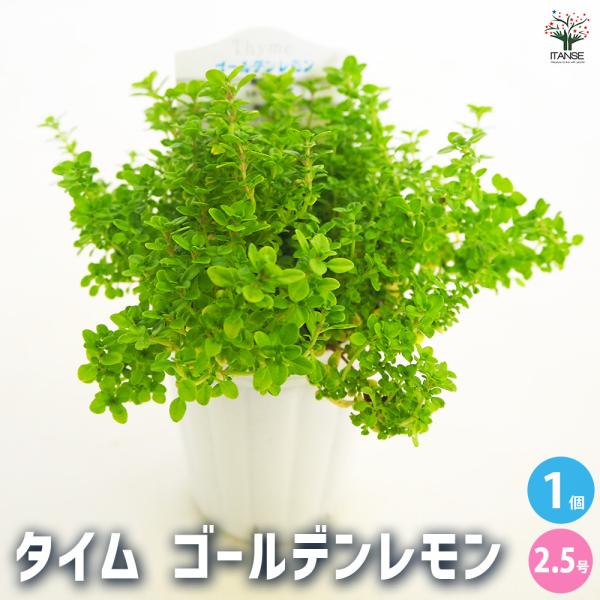 【品種特徴】ゴールデンレモンタイムは、レモンのような爽やかな香りが特徴のハーブで、葉の縁に美しい黄色い班が入った観賞価値も高い品種です。肉や魚の臭み消しに使えるほか、パセリ、ローリエなどを合わせたブーケガルニを作って煮込み料理にも使えます。...