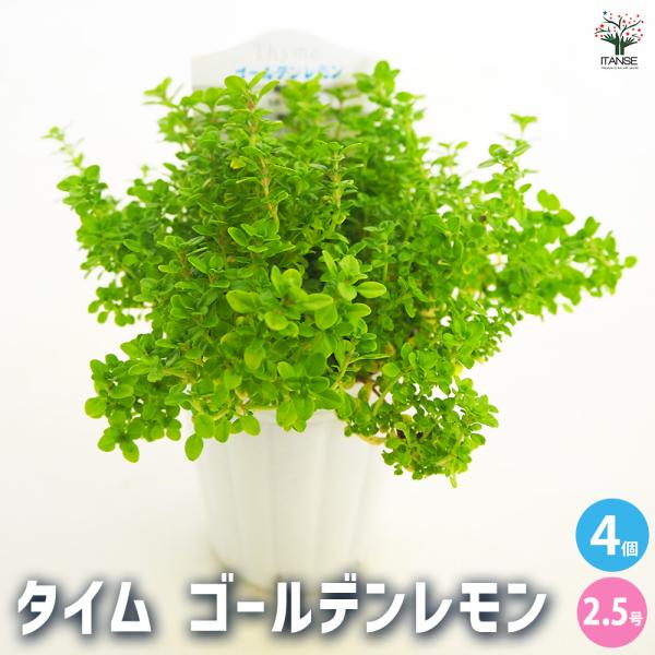 【品種特徴】ゴールデンレモンタイムは、レモンのような爽やかな香りが特徴のハーブで、葉の縁に美しい黄色い班が入った観賞価値も高い品種です。肉や魚の臭み消しに使えるほか、パセリ、ローリエなどを合わせたブーケガルニを作って煮込み料理にも使えます。...