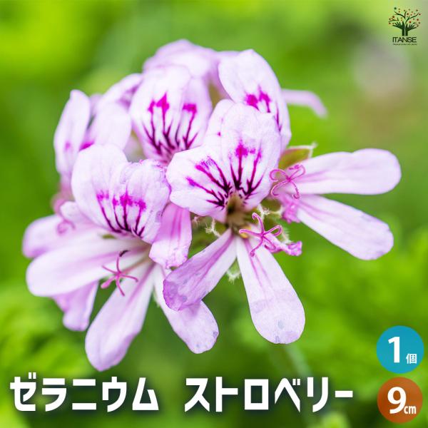 【品種特徴】ゼラニウム ストロベリーは、葉から柑橘とイチゴの甘い香りがするセンテッドゼラニウムです。かわいい小柄な濃いピンクの花が咲きます。【ゼラニウムについて】ゼラニウム(ゼラニューム)は、主に南アフリカが原産の植物です。品種は200種類...