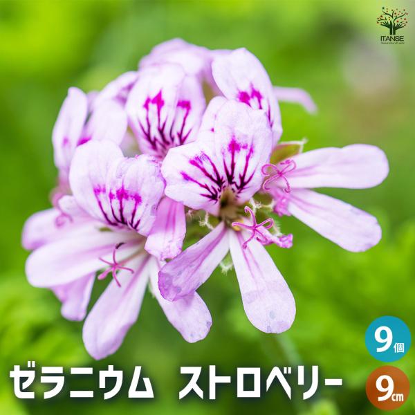 【品種特徴】ゼラニウム ストロベリーは、葉から柑橘とイチゴの甘い香りがするセンテッドゼラニウムです。かわいい小柄な濃いピンクの花が咲きます。【ゼラニウムについて】ゼラニウム(ゼラニューム)は、主に南アフリカが原産の植物です。品種は200種類...