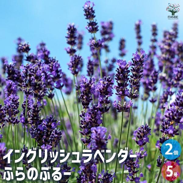 【品種特徴】ふらのぶるーは、イングリッシュ系のなかでも特に濃いブルーの花が咲き、香りが良いラベンダーです。イングリッシュ系は夏越しが難しいところがありましたが、最近は品種改良により丈夫で育てやすい品種が出てきました。花茎が太くて力強いタイプ...