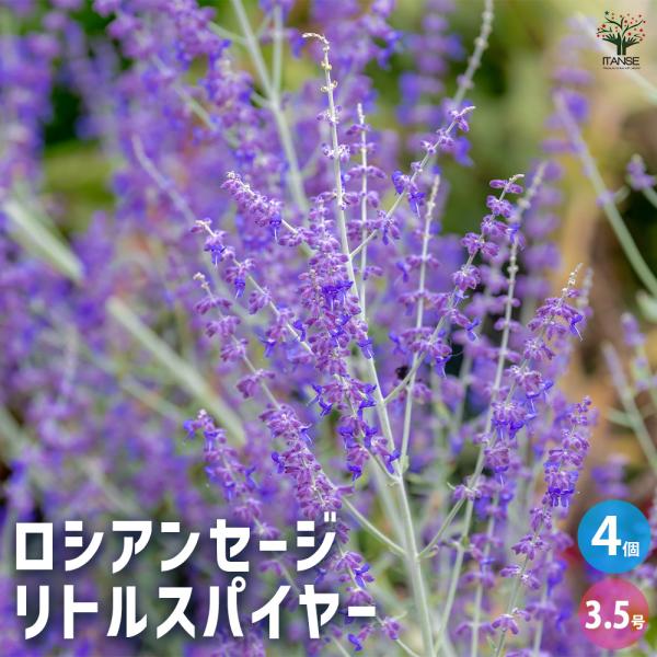 【品種特徴】 ロシアンセージ リトルスパイヤーは、シソ科の多年草で、一般的なロシアンセージよりも草丈が低い小型品種です。 生長しても高さは約60cm程度にとどまり、普通種の半分ほどのサイズで、草姿が乱れにくく、花壇の中盤や鉢仕立てにも使いや...
