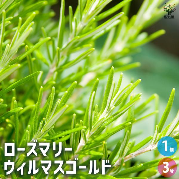 【PVP登録品種22641号/商標登録 第5188101号/海外への持出や営利目的の増殖は禁止されています】【品種特徴】ローズマリー ウィルマスゴールドは、鮮やかなゴールドイエローの葉色が特徴的な匍匐性(ほふくせい)のローズマリーです。春か...
