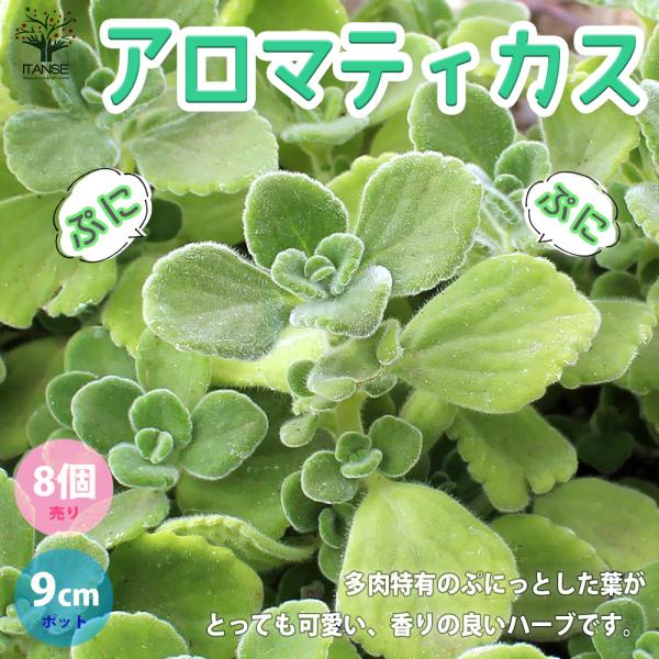 シソ科プレクトランサス属学名: Plectranthus amboinicus原産地: インドから南アフリカアロマと名前がついているように、とても香りの良い植物です。さわやかな清涼感のある強い香りです。少し手に触れただけでも香りがつきます。...