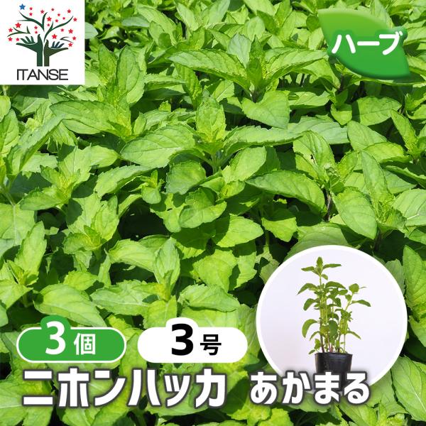 【品種特徴】あかまるは、原産地が北海道の日本ハッカ品種です。赤い茎をしていて、少し大きめの丸葉です。料理やお茶、薄荷(はっか)のキャンディーなどにも使用されています。虫が嫌うメントールの含有量が多く、虫よけにも利用されています。繁殖力が強く...