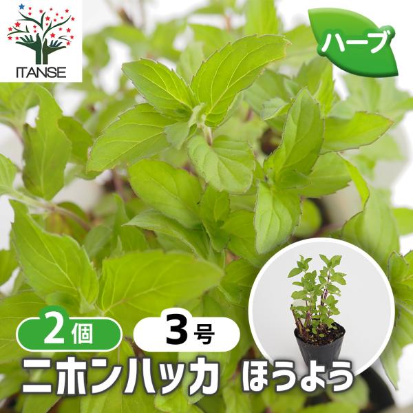 【品種特徴】 芳葉(ほうよう)は、日本在来のミントの仲間です。 機械刈りに適した品種として生まれ、多収量で耐倒伏性が強い品種です。 スッキリとした清涼感のある香りと高いメントール含有量が特徴で的。 耐寒性があり、日本の気候にも適応しやすく、...