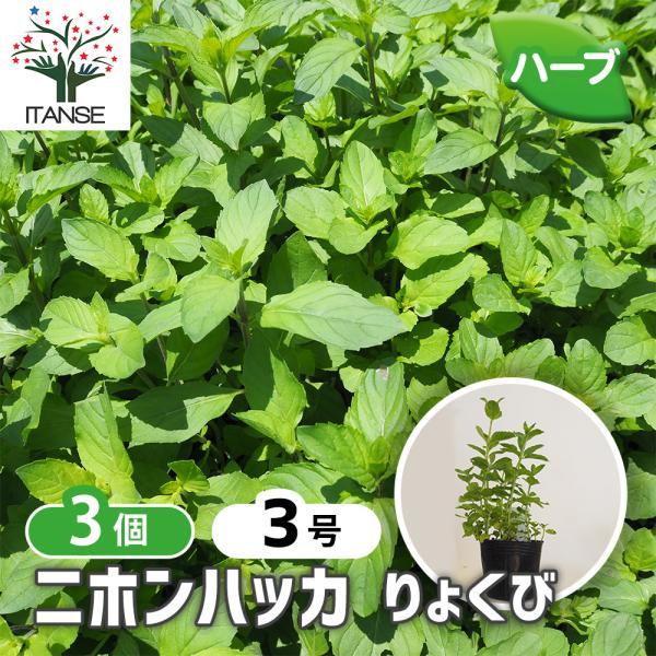 【品種特徴】 りょくび(緑美)は、日本在来のハッカをベースにして改良されえた品種です。 爽やかな清涼感と高いメントール含有量が特徴です。 茎は緑色で草姿はまとまりやすく、鉢植えや家庭菜園でも育てやすい品種です。 耐寒性と耐暑性ともに高く、露...
