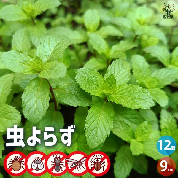 虫よらずは、和ハッカの中でも様々な虫が苦手な「メントール成分」の含有量が飛躍的に多い品種を選抜しました。メントール成分の含有量は、ペパーミントやスペアミントなどの西洋ミントで50〜60％ですが、和ハッカはなんと65〜85％と非常に高く、虫除...