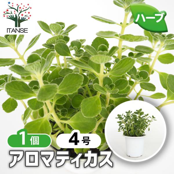 シソ科プレクトランサス属学名: Plectranthus amboinicus原産地: インドから南アフリカアロマと名前がついているように、とても香りの良い植物です。さわやかな清涼感のある強い香りです。少し手に触れただけでも香りがつきます。...