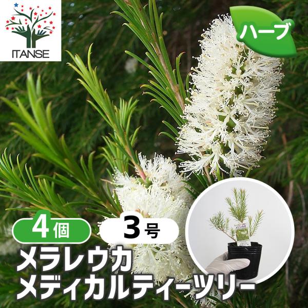 ティーツリーエッセンシャルオイルで有名な品種です。オーストラリアではこの葉を薬用・防虫用にすりつぶして利用してきました。日本への流通はまだ少ないです。フトモモ科メラレウカ属学名：Melaleuca alternifolia原産地：オーストラ...
