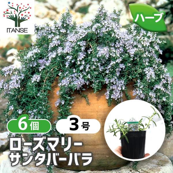 学名：Rosmarius officinalis 'Santa Barbara'科名：シソ科マンネンロウ属種：類常緑低木 原産地地中海沿岸和名：マンネンロウ別名：シーデューグループ：ほふく性花色：淡い藤色開花時期：9月下旬〜6月上旬【育て方...