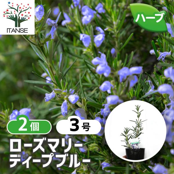 シソ科常緑性低木学名：Rosmarinus officinalis "Deep Blue"英名：Rosmarinus officinalis "Deep Blue".開花時期：6〜7月、12〜2月草丈：30〜60cm(剪定により調整可)ロー...