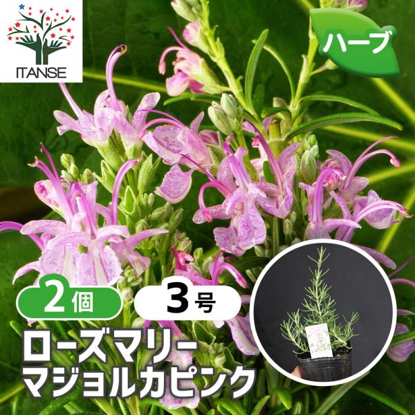 シソ科常緑性低木学名：Rosmarinus officinalis "Majorca Pink"英名: Rosemary Majorca Pink開花時期: 6〜7月、12〜2月草丈: 50〜80cm(剪定により調整可)ローズマリーマジョル...