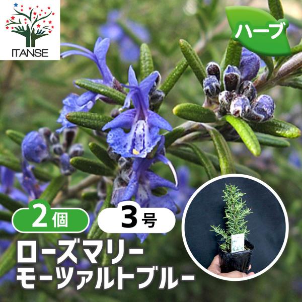 シソ科常緑性低木学名：Rosmarinus officinalis 'Mozart Blue'開花時期: 6〜7月、12〜2月草丈: 50〜100cm(剪定により調整可)ローズマリーの中では最も濃いブルーの花で知られています。ローズマリー・...