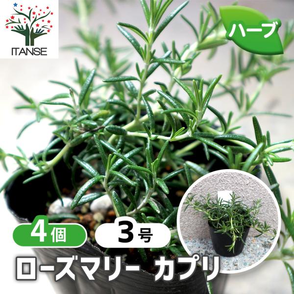 カプリは半ほふく性(下垂性)のローズマリーで、淡いブルーの花が咲きます。ハンギングや段差のある花壇などで、垂れ下がらせると美しく、観賞価値が高い品種です。香りが良く、葉は他のローズマリー同様にお料理やポプリなど様々に利用可能です。【検索キー...