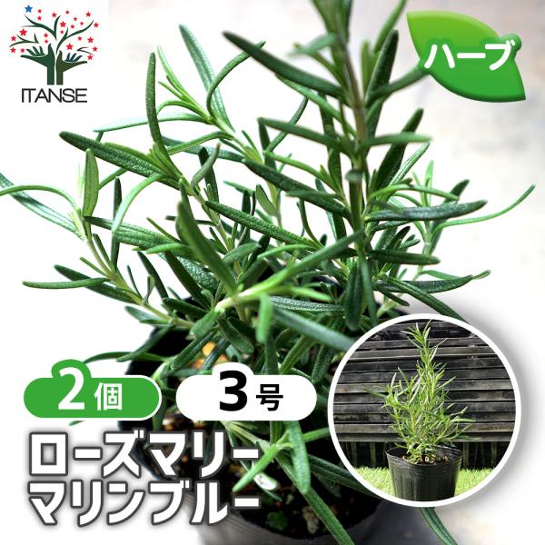 ローズマリーマリンブルーは立性のローズマリーの中で最も強健で育てやすい品種です。開花時期は、秋〜春で、濃いブルーの花が咲きます。さわやかで良い香りです。【検索キーワード】カプリ マリンブルー アブラクサス ローズマリー苗 ローズマリーの苗 ...