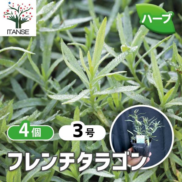 フレンチタラゴンには、香りと風味があり、フランス料理には欠かせないハーブです。ヨモギの近縁種なので、日本人にとってもなじみやすい風味です。主にフランス料理のなかで、各種ソースの香りづけや飾りに使われます。特にタラゴンビネガーは、ハーブビネガ...