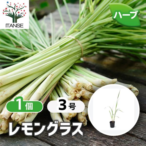 アジア料理およびカリブ料理でよく使用され、タイのスープ・トムヤムクンなどの料理の香り付けに用いられたり、ハーブティーとして利用できます。水蒸気蒸留法で得られる精油は、食品や飲料、香水に利用されています。レモンの香味成分であるシトラールを含有...