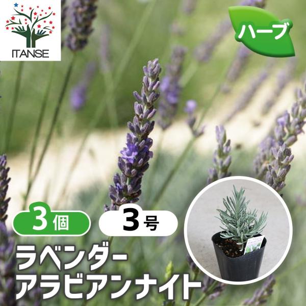 ラバンジンラベンダー アラビアンナイトは、ニュージーランド産ディリーディリーの選抜種で、花つきがよく、5〜7cmの円錐状の花穂をたくさんつける品種です。成長が早く、ややコンパクトな株で、香りが強いのも特徴です。5〜7月に明るい青紫の香りが良...