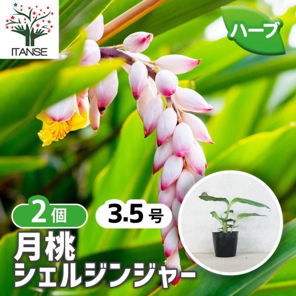 とても変わった美しい花と、ハーブとして使える葉を持つ植物です。 花は貝殻のように閉じており、表面は真っ白な楕円形で、先はほんのりとピンクに色づいています。 貝が開いたように開花すると、中から鮮やかな黄に、赤い筋が入った美しい花びらが見えます...