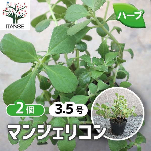 葉をお茶にして飲む健康ハーブとして注目されています。カリウム、カルシウム、マグネシウムが多く含まれており、カリウムは、余分な塩分を排泄して血圧を下げる効果があるとされ、カルシウムは、血液をサラサラにして高血圧を予防します。また、インスリンの...