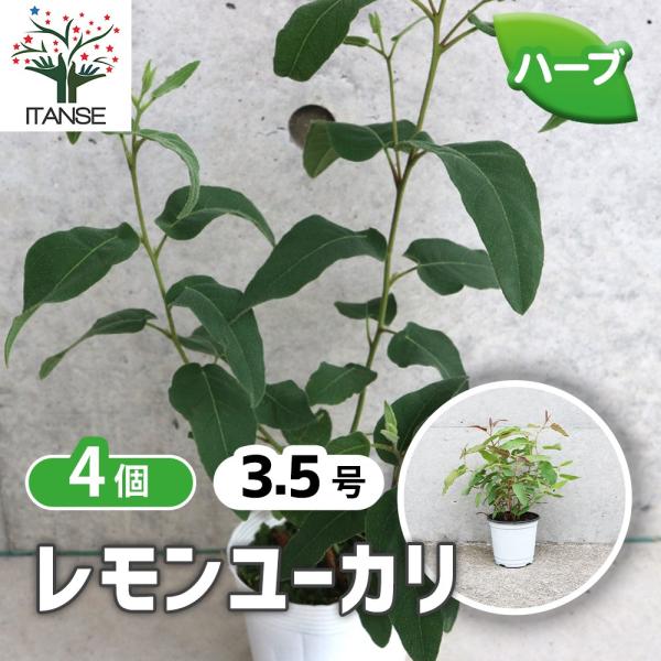 大きく細長い葉にレモンのような良い香りがする人気品種。殺菌効果や虫よけ効果が高いとされています。乾燥させてポプリやドライフラワーにしたりします。アロマオイルとしても人気があります。オーストラリアの乾燥地域が原産のために、乾燥には強いですが、...