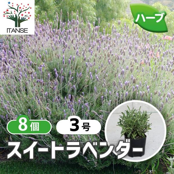 花は淡い紫色で、香りも良いイングリッシュ系のラベンダーです。 デンタータ(L.dentata)とスパイク(L.latifolia)の交配種とされており両方の性質をよく受け継いでいます。 スパイクに似た大きく幅広で灰緑色の葉にはデンタータに似...