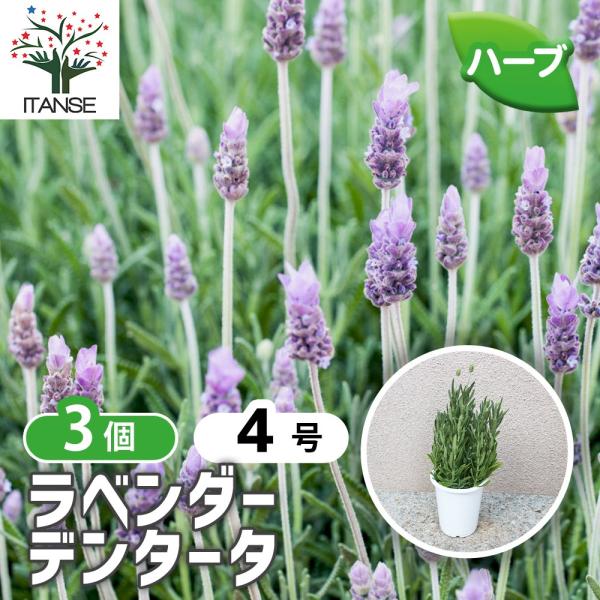 ラベンダーの品種の中には暑さや寒さに弱い品種もありますが、このデンタータ系はどちらにも強い生命力をもっており、初心者の方でも育てやすいハーブです。デンタータ系はむしろ花よりも葉の方が香りが強いので、1年中香りを楽しむことができます。草丈45...