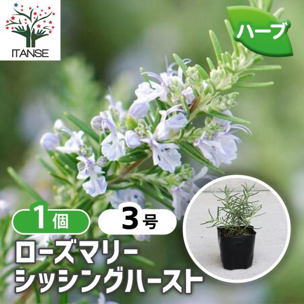 細葉で松の香りがする品種です。 直立する枝は優美に細かく分枝します。 花は淡い青花です。 香りがとてもよく、肉料理の臭み消しやジャガイモ料理にオススメです。 ハーブティーでは強壮効果や鎮静効果、利尿効果、血行促進効果があると言われています。...