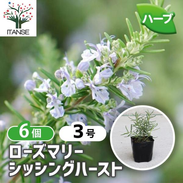 細葉で松の香りがする品種です。 直立する枝は優美に細かく分枝します。 花は淡い青花です。 香りがとてもよく、肉料理の臭み消しやジャガイモ料理にオススメです。 ハーブティーでは強壮効果や鎮静効果、利尿効果、血行促進効果があると言われています。...